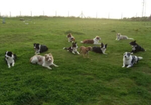 Field of Dreams – Dog Training School